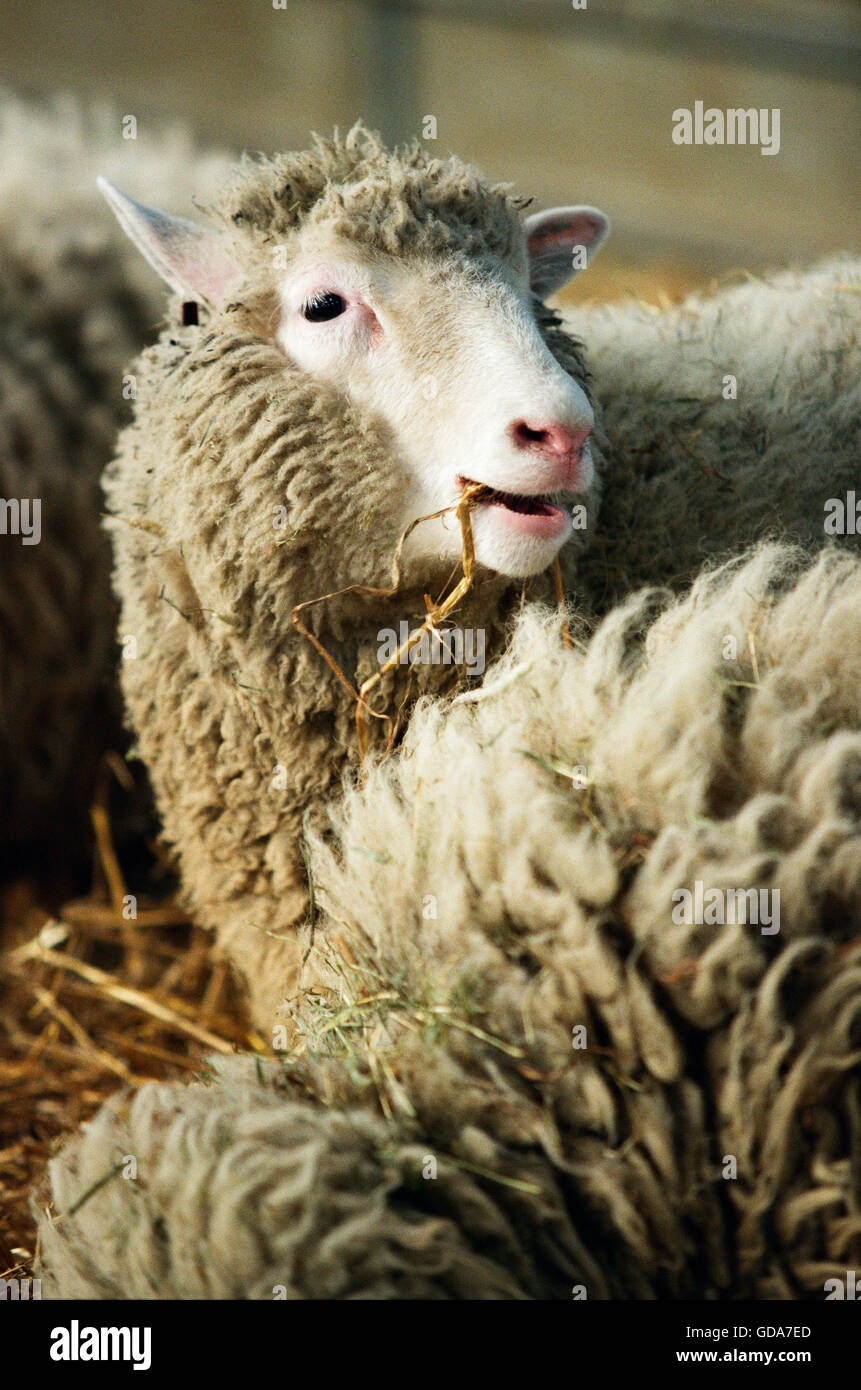 Dolly the first genetically copied sheep is unveiled to the media at ...