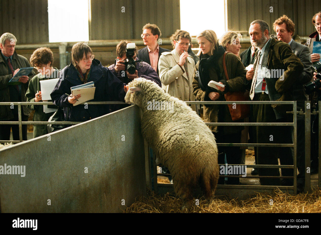 Dolly the first genetically copied sheep is unveiled to the media at ...