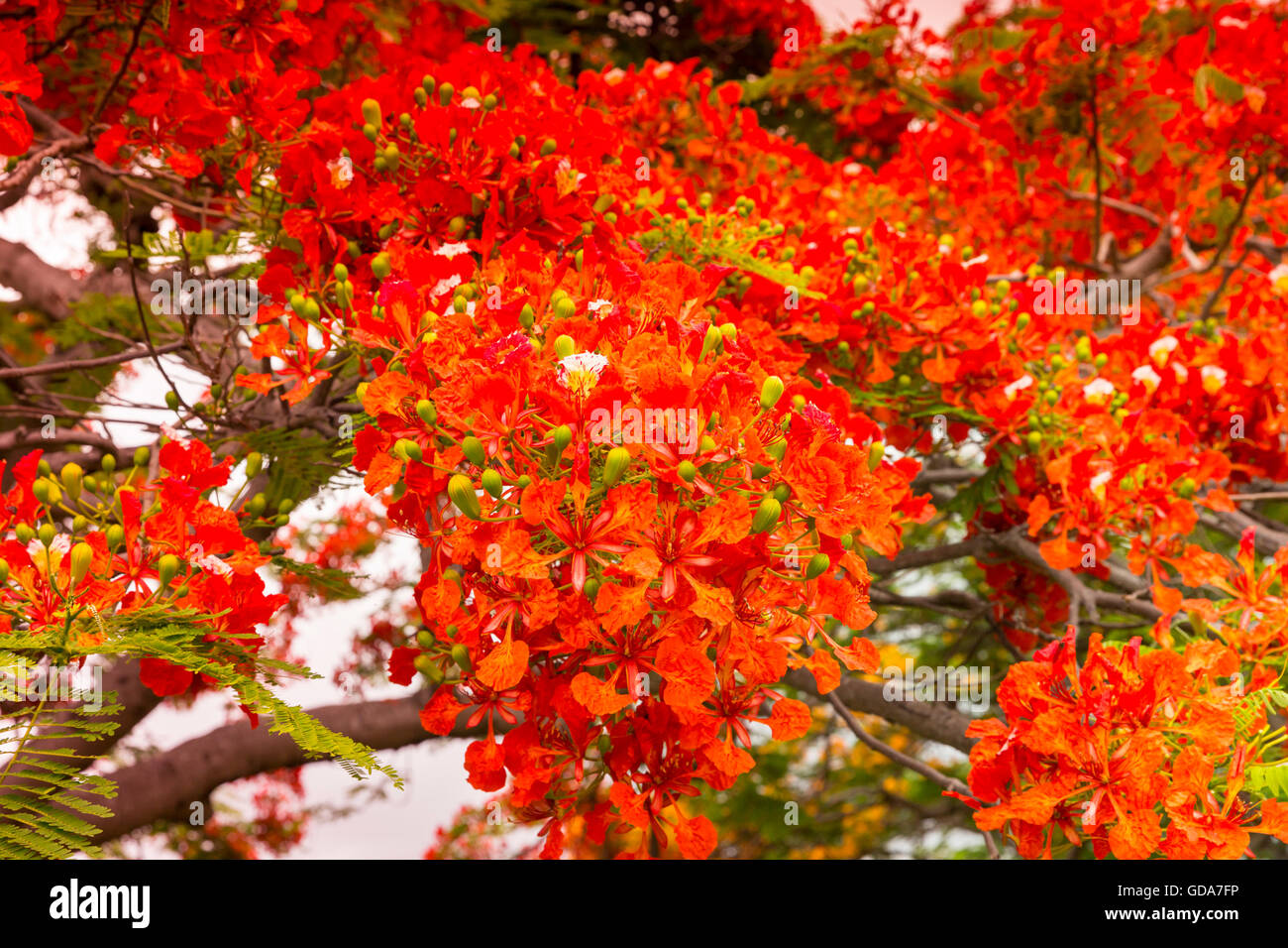 Flamboyant tree, also called flame tree (Delonix regia) in blossom with ...