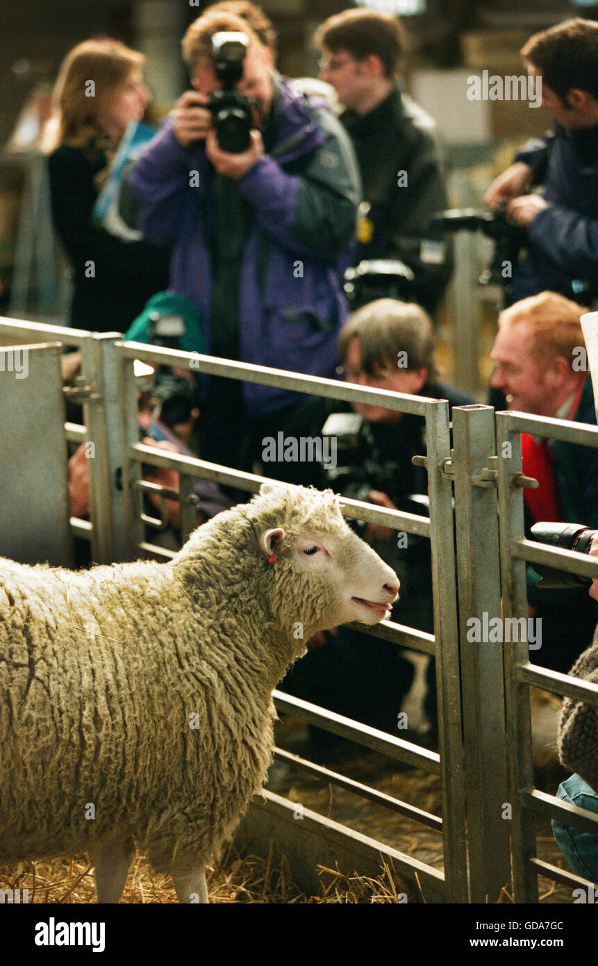 Dolly the first genetically copied sheep is unveiled to the media at ...