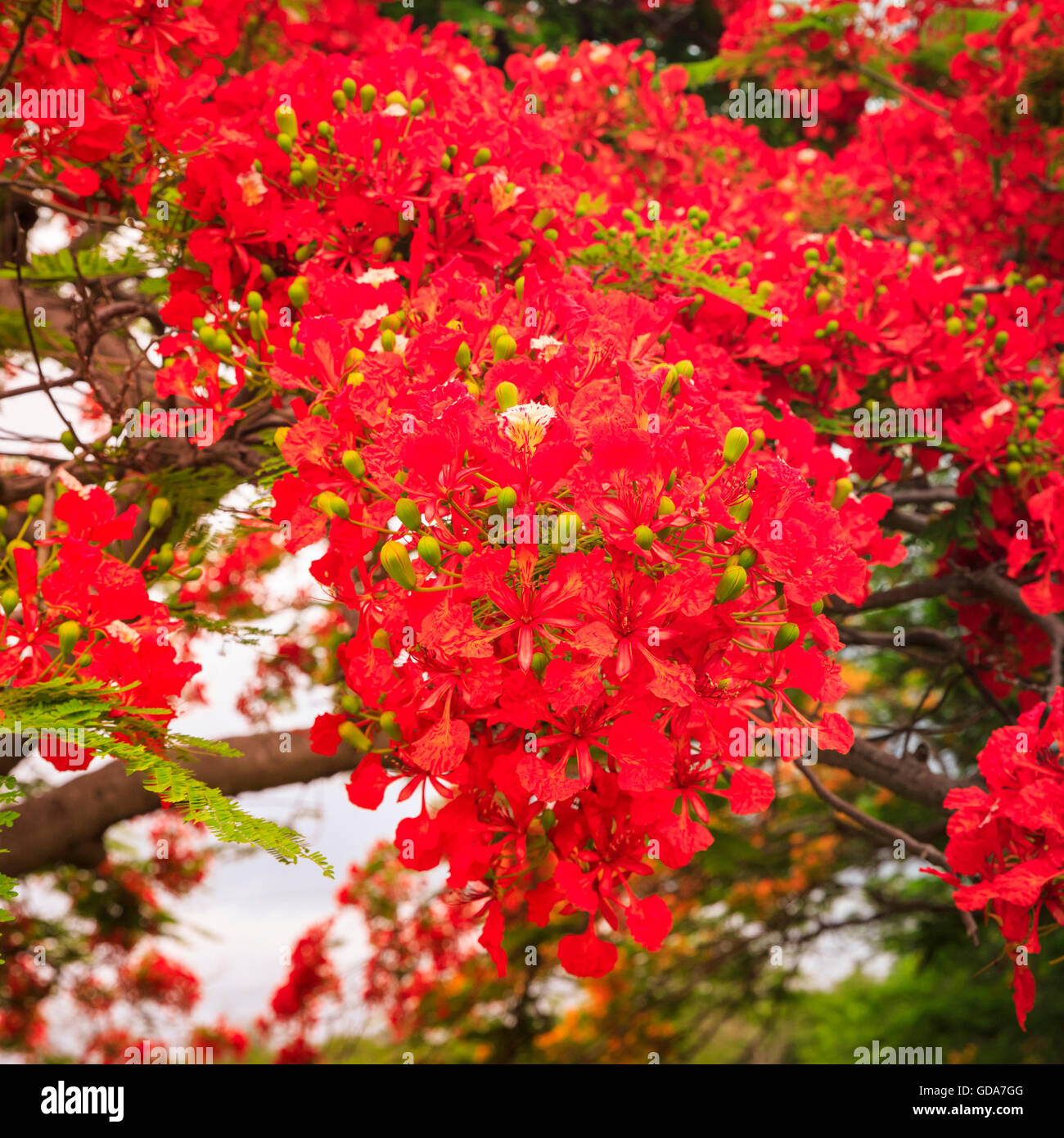 Flamboyant tree, also called flame tree (Delonix regia) in blossom with ...