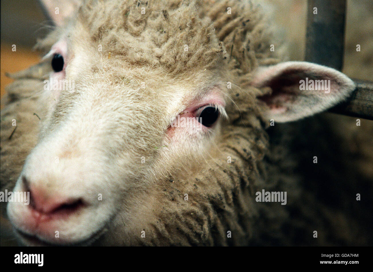 Dolly the first genetically copied sheep is unveiled to the media at ...