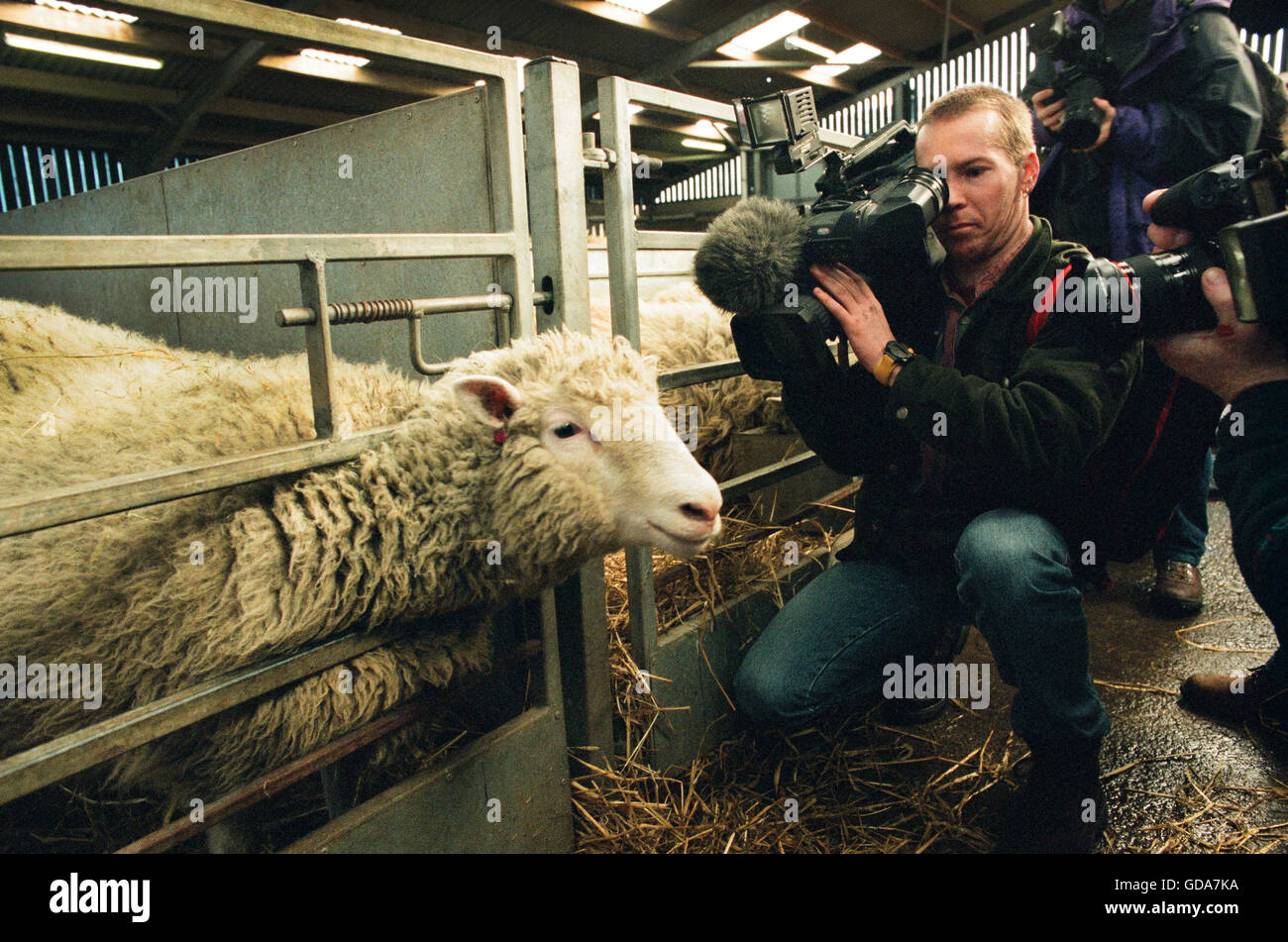 Dolly the first genetically copied sheep is unveiled to the media at ...