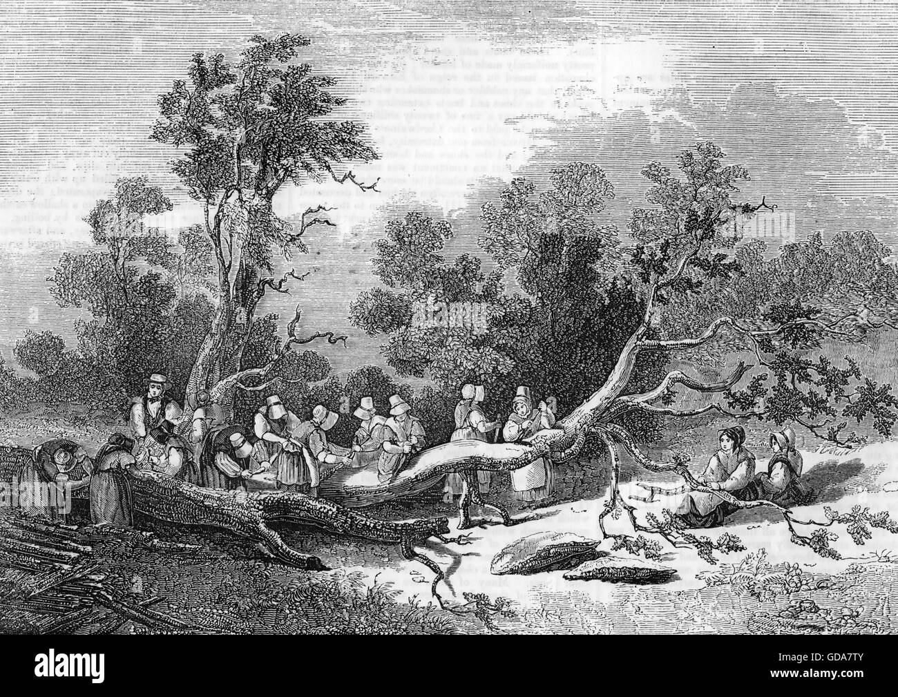 PEELING OAK BARK FOR TANNING LEATHER - 1850 engraving Stock Photo - Alamy