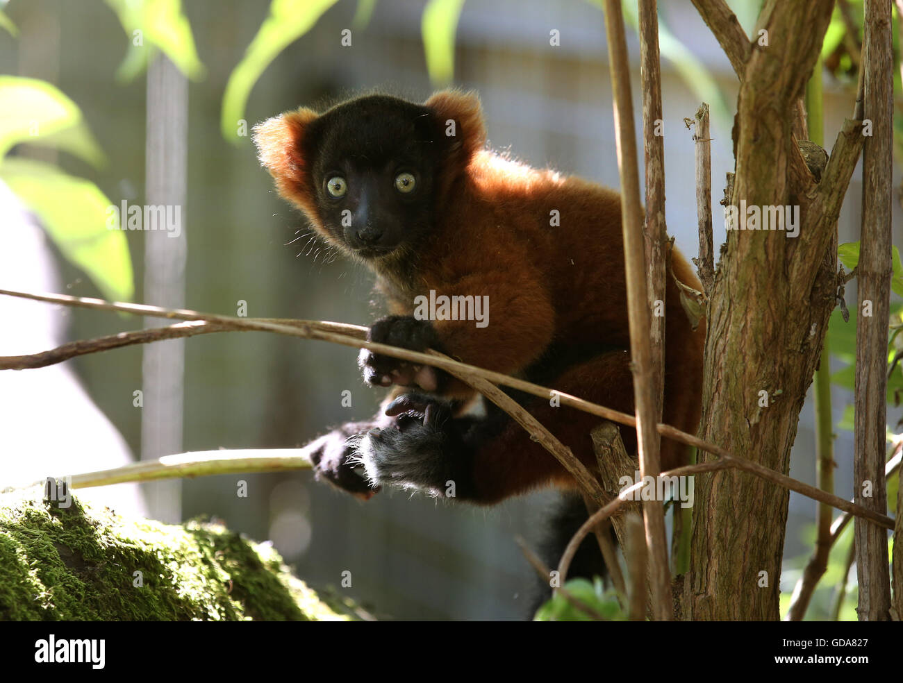 Rua the five-week-old Red Ruffed Lemur explores it's enclosure at Blair ...