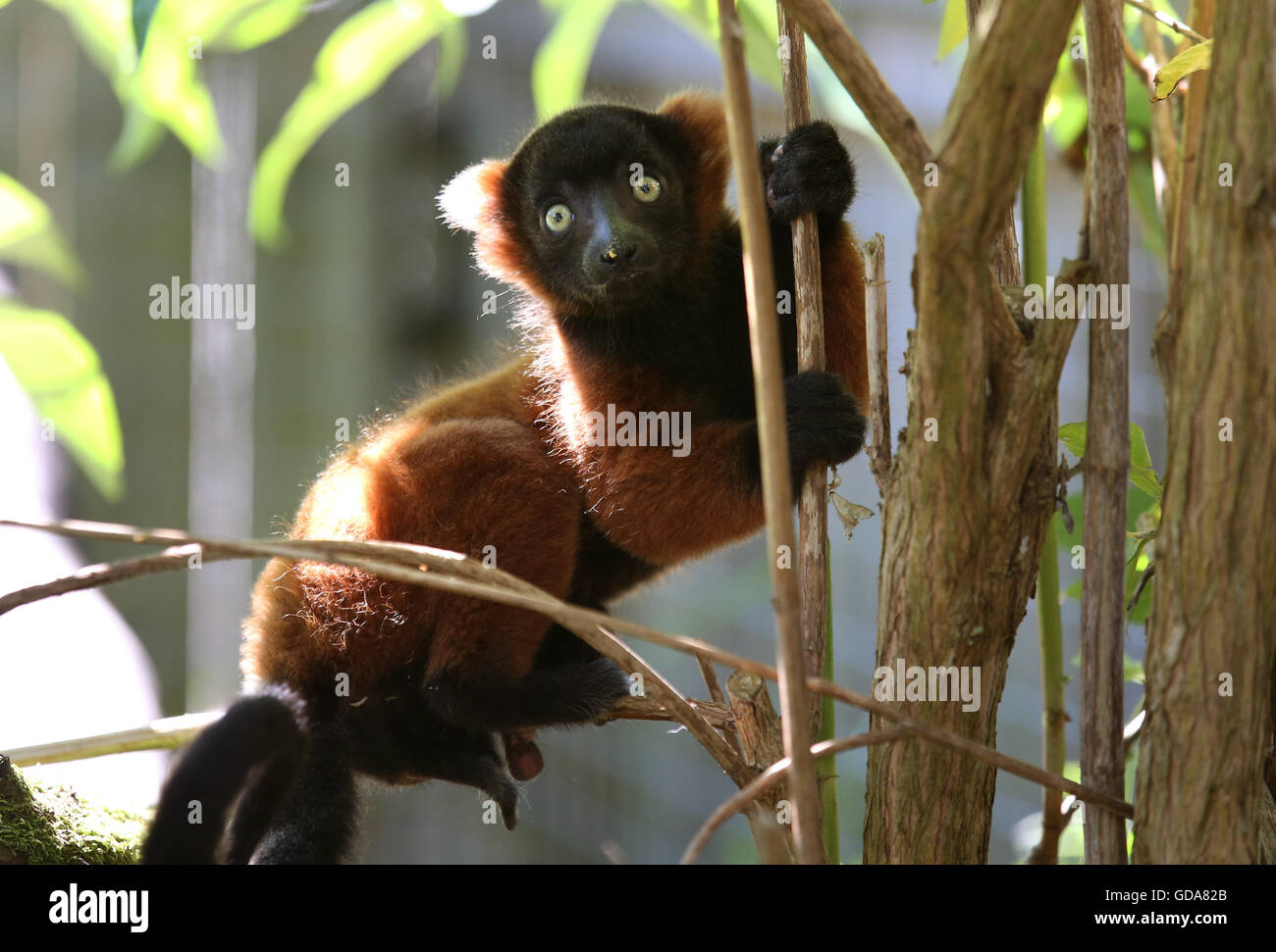 Rua the five-week-old Red Ruffed Lemur explores it's enclosure at Blair ...