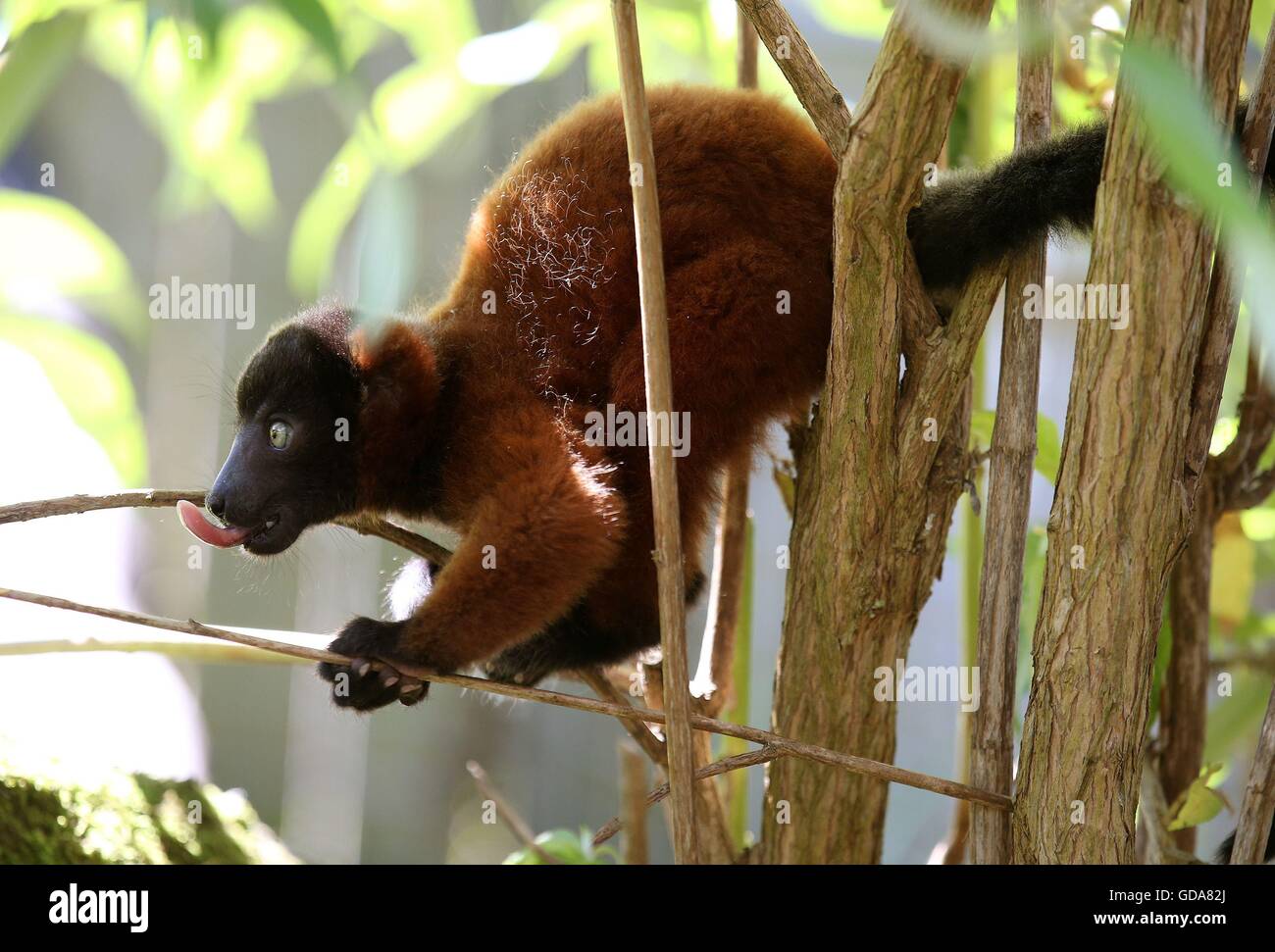 Rua the five-week-old Red Ruffed Lemur explores it's enclosure at Blair ...
