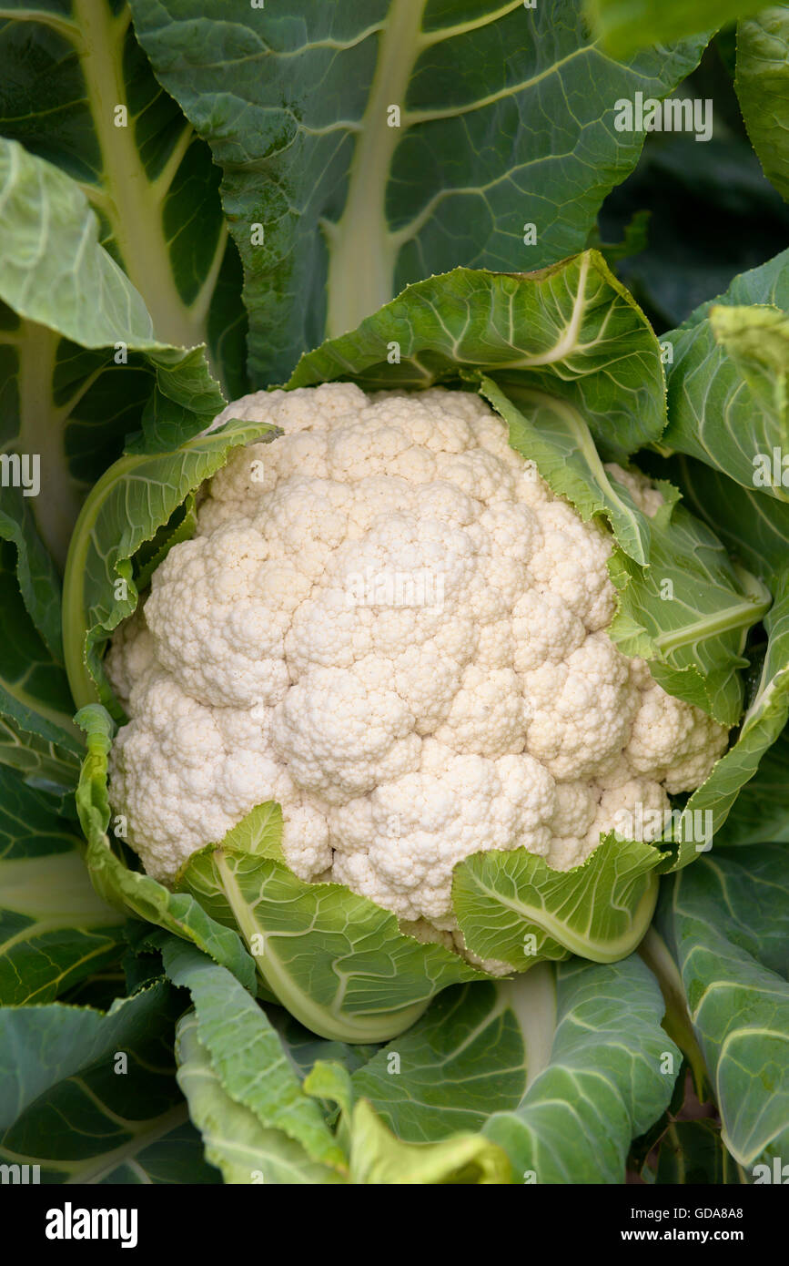Full Fresh White Cauliflower with Green Leaves Stock Photo - Alamy