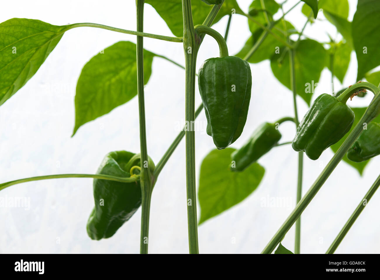 Organic sweet pepper glasshouse crop hi-res stock photography and ...