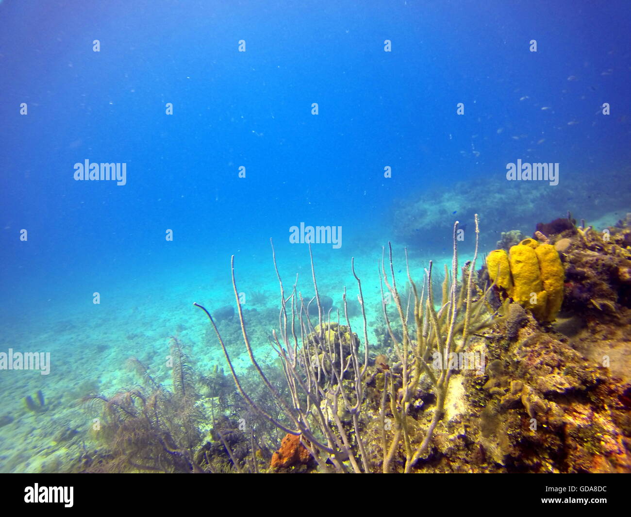Deep sea hi-res stock photography and images - Alamy