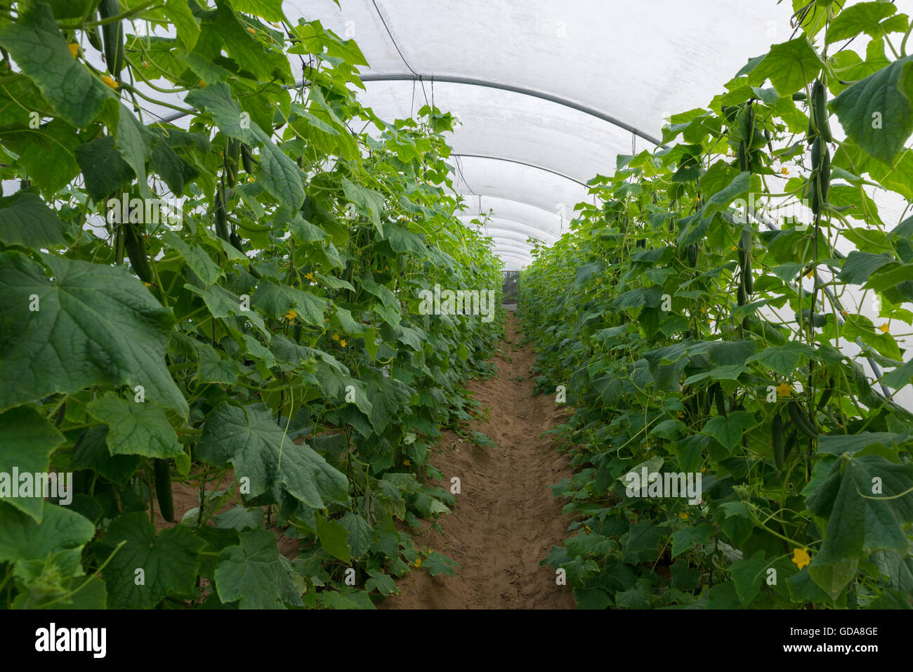 A Fresh Green Cucumber Crop in Glasshouse Stock Photo - Alamy