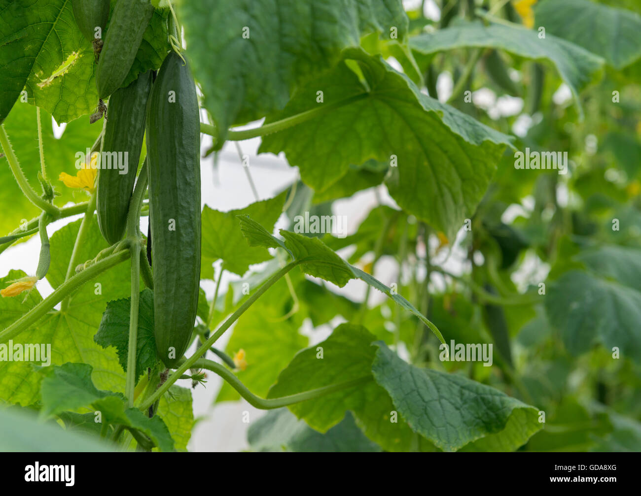 A Fresh Green Cucumber Tree in Glasshouse Stock Photo - Alamy