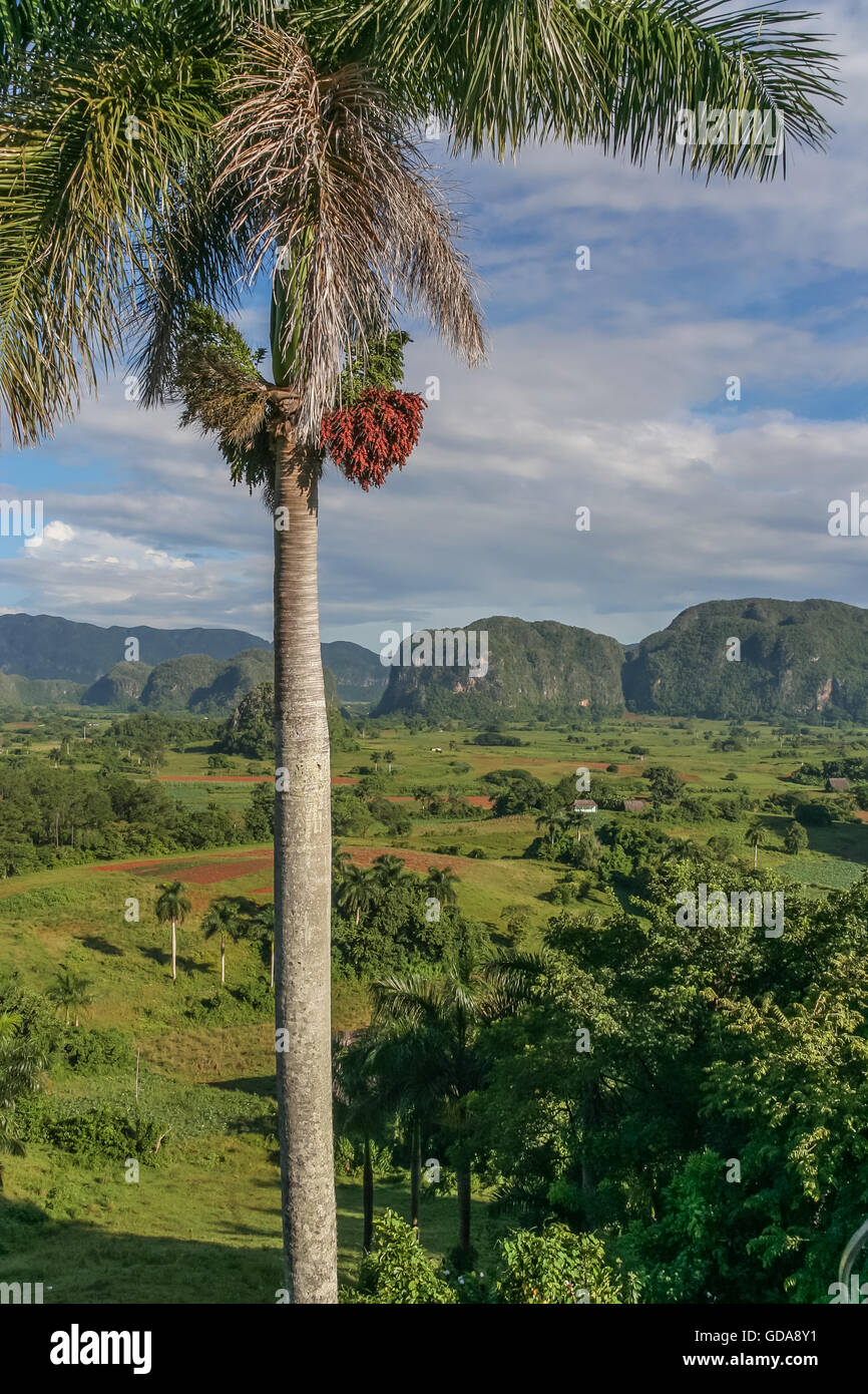 Palm tree in Valle de Vinales, Cuba Stock Photo - Alamy