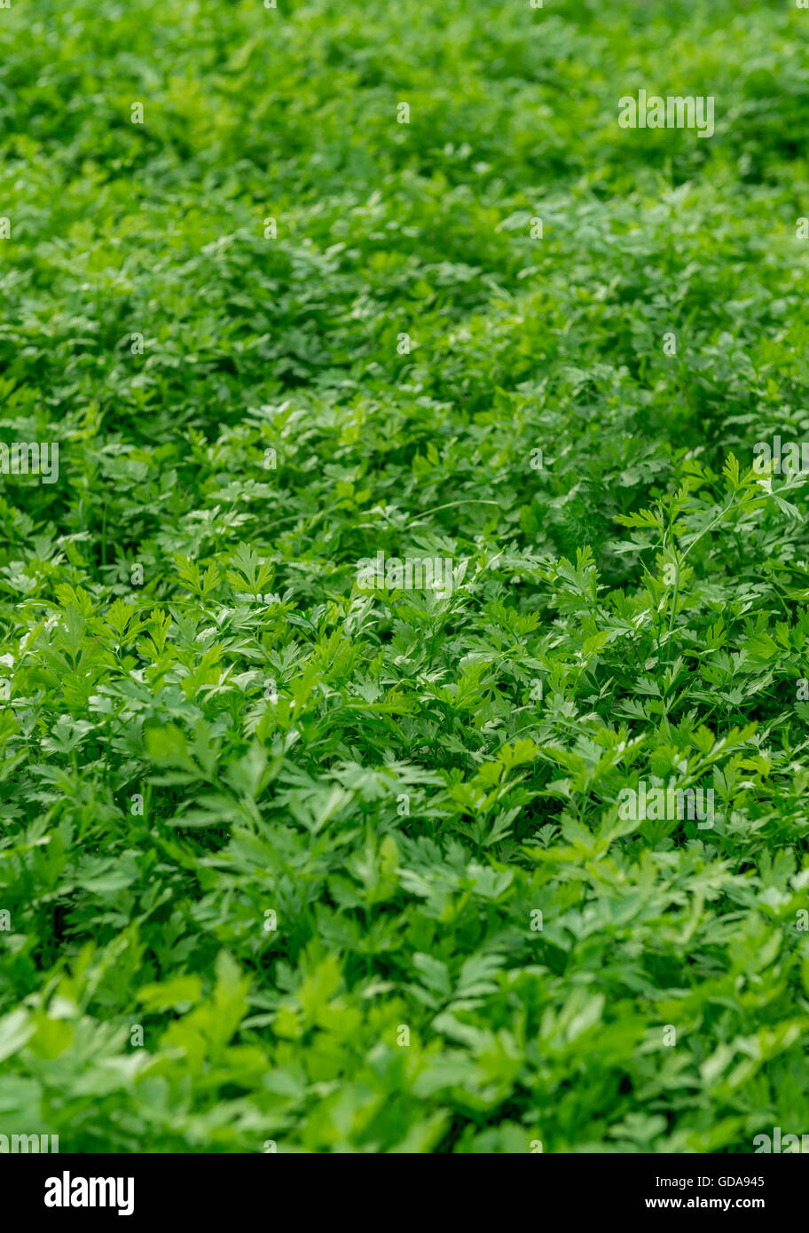 A Fresh Parsley Green Field Crop Background Stock Photo - Alamy