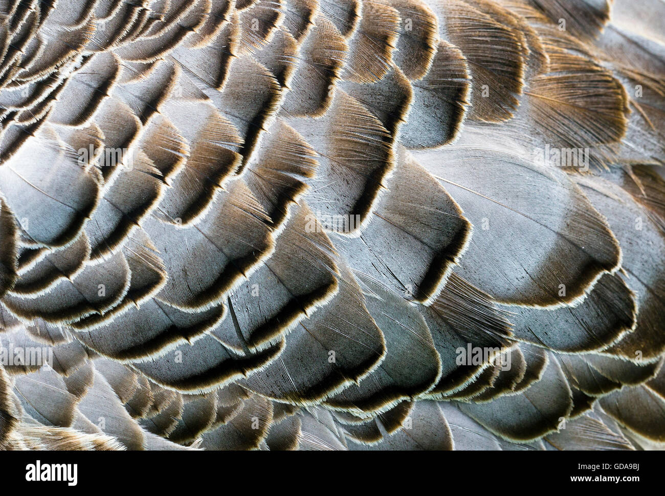Goose feathers hi-res stock photography and images - Alamy