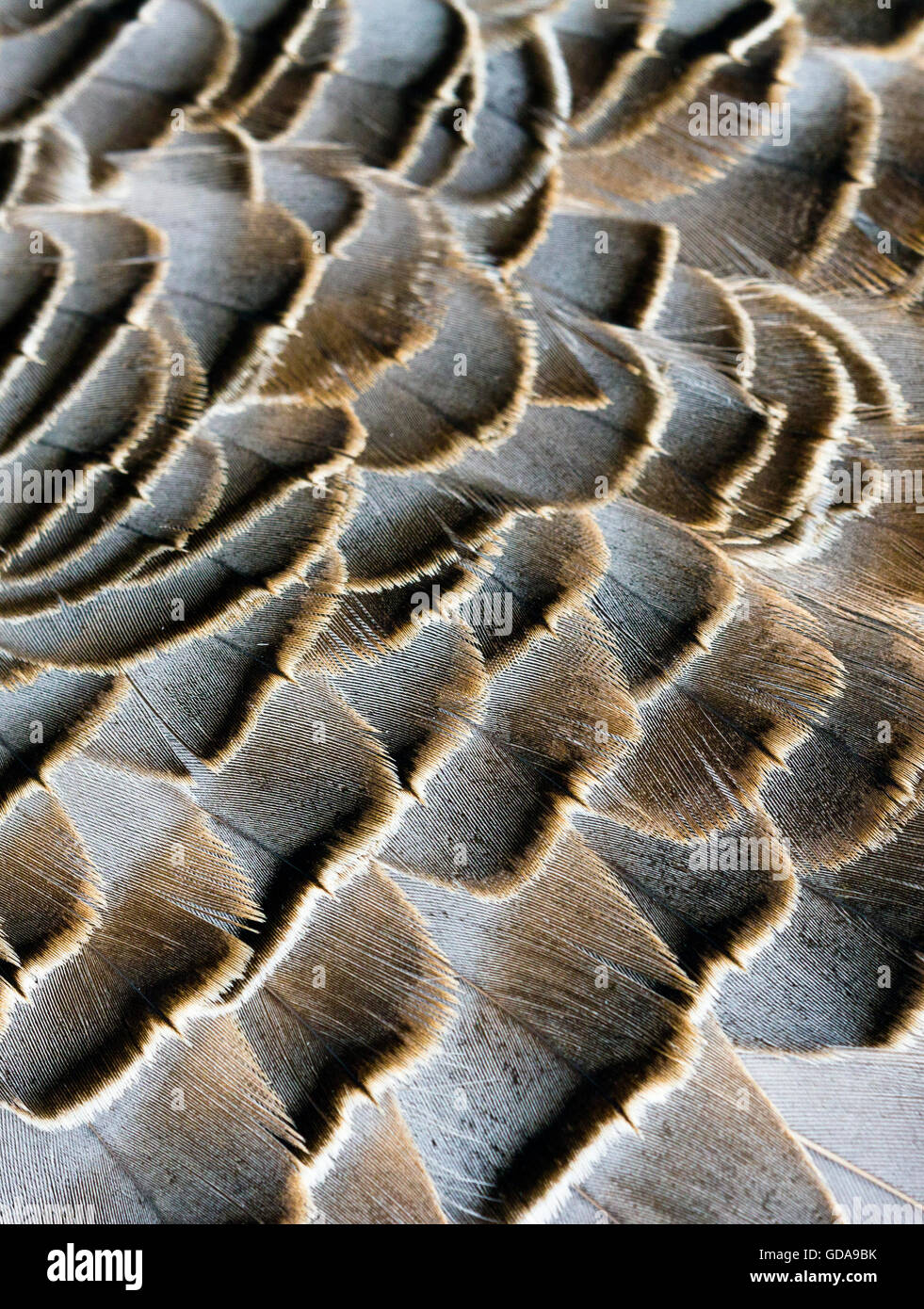 Close-up of goose feathers Stock Photo - Alamy