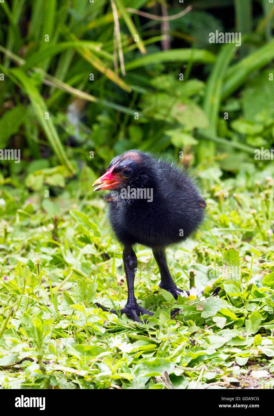 Juvenile moorhen uk hi-res stock photography and images - Alamy