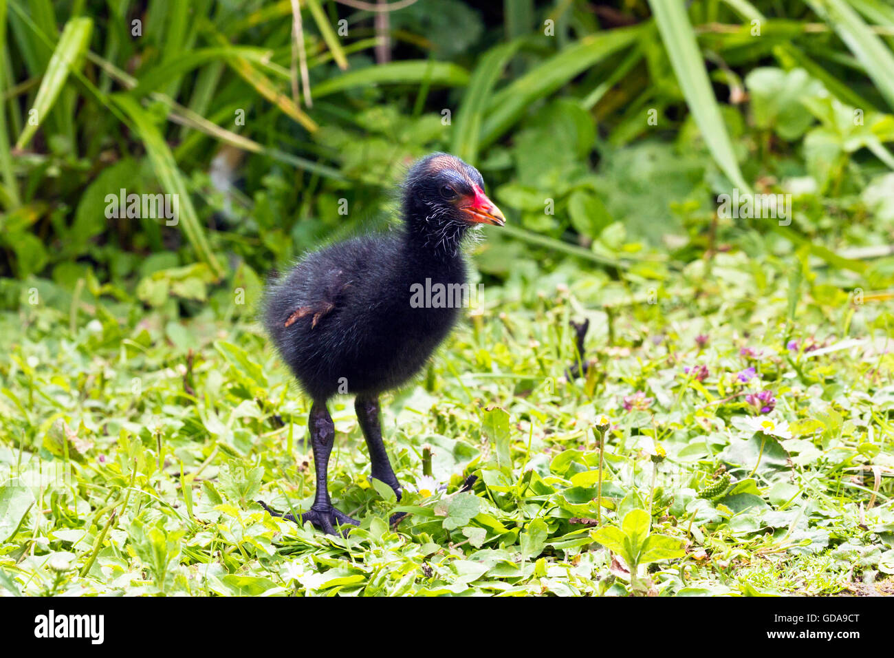 Juvenile moorhen uk hi-res stock photography and images - Alamy