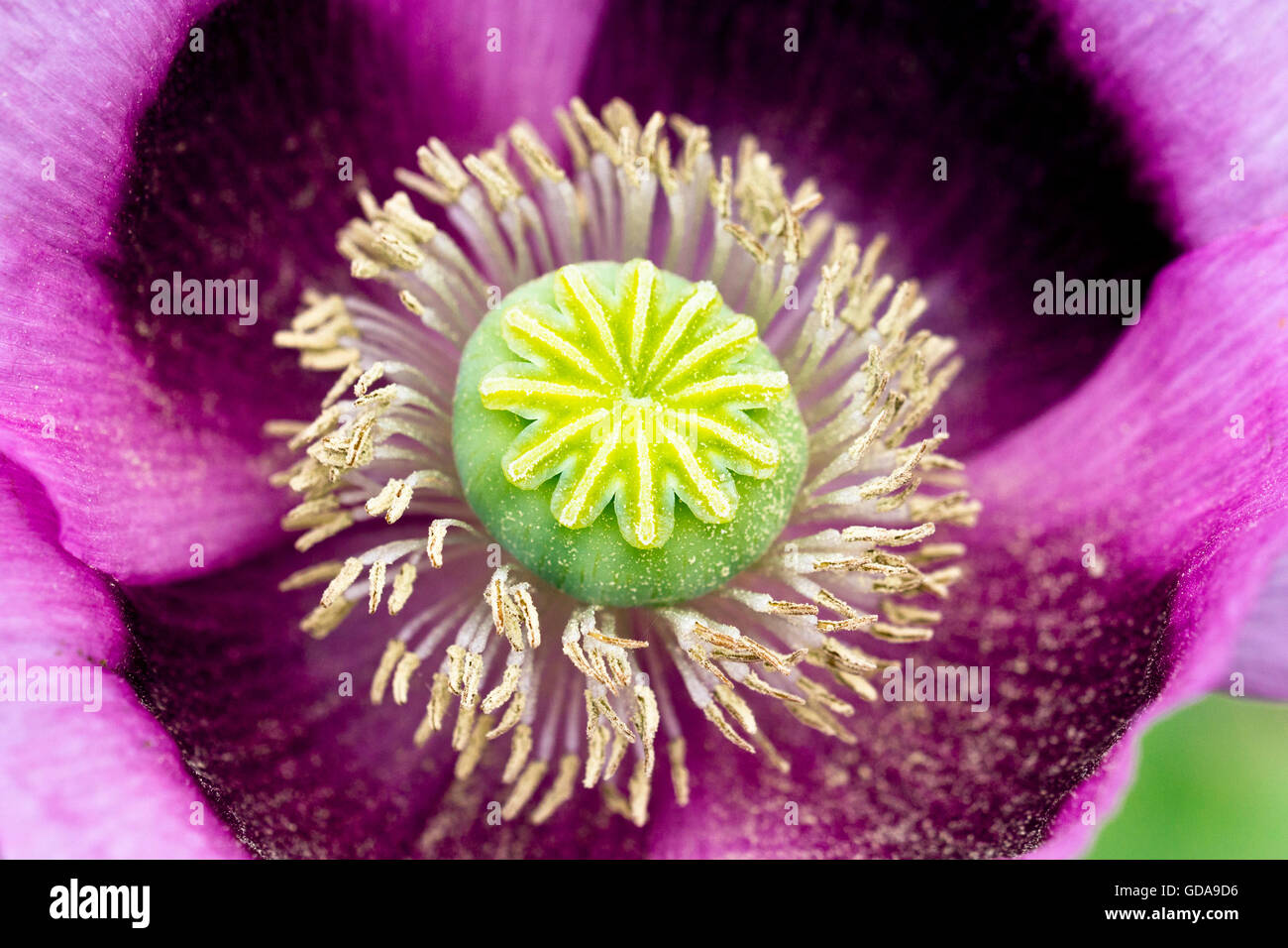 Centre of a poppy hi-res stock photography and images - Alamy