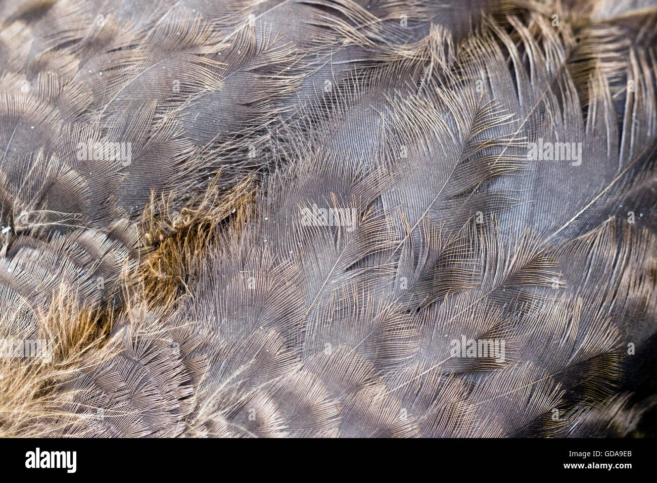 Goose feathers hi-res stock photography and images - Alamy