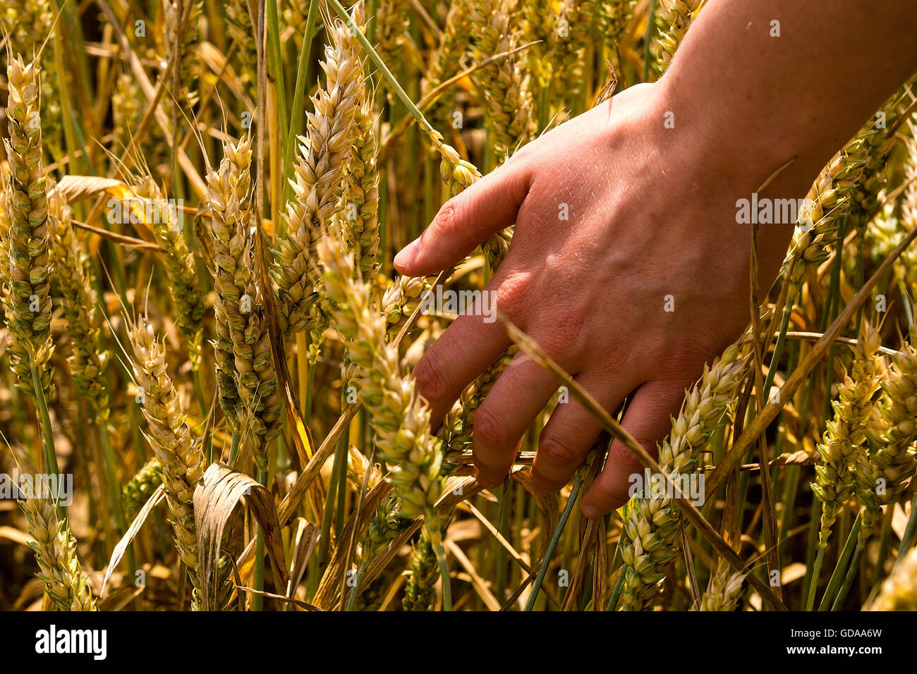 Parts of hand hi-res stock photography and images - Alamy