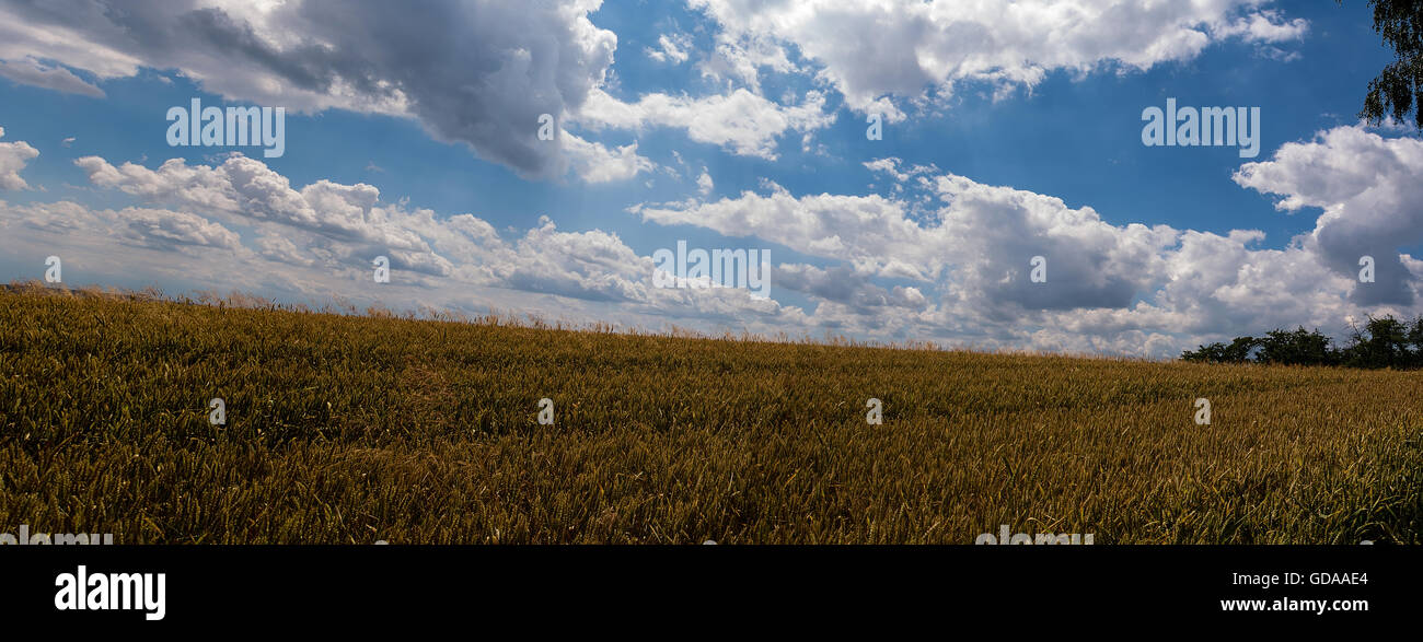 Wheat in poland hi-res stock photography and images - Alamy