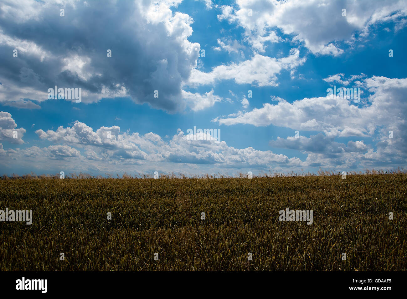 Wheat in poland hi-res stock photography and images - Alamy