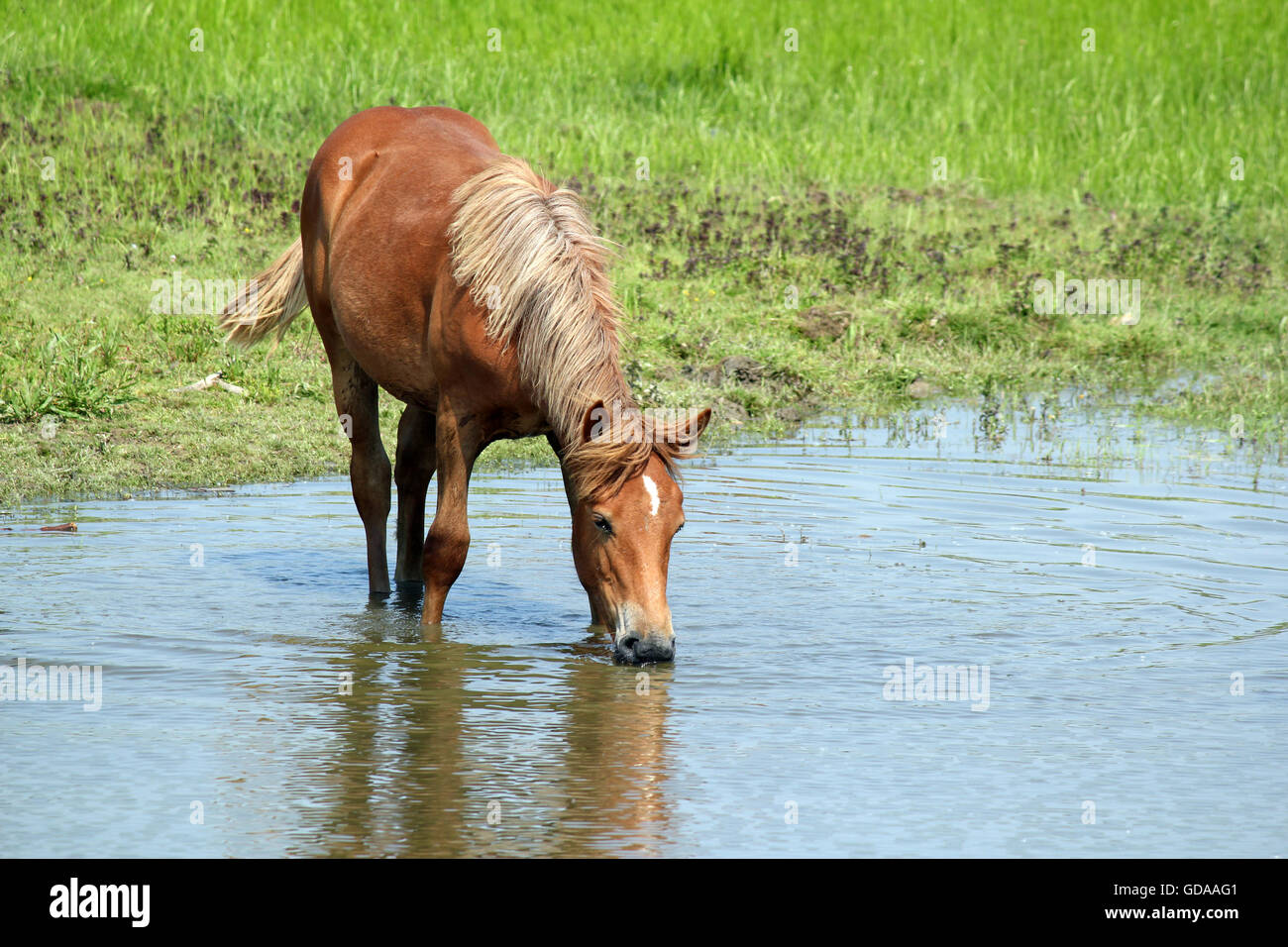 horse drinking water Stock Photo - Alamy