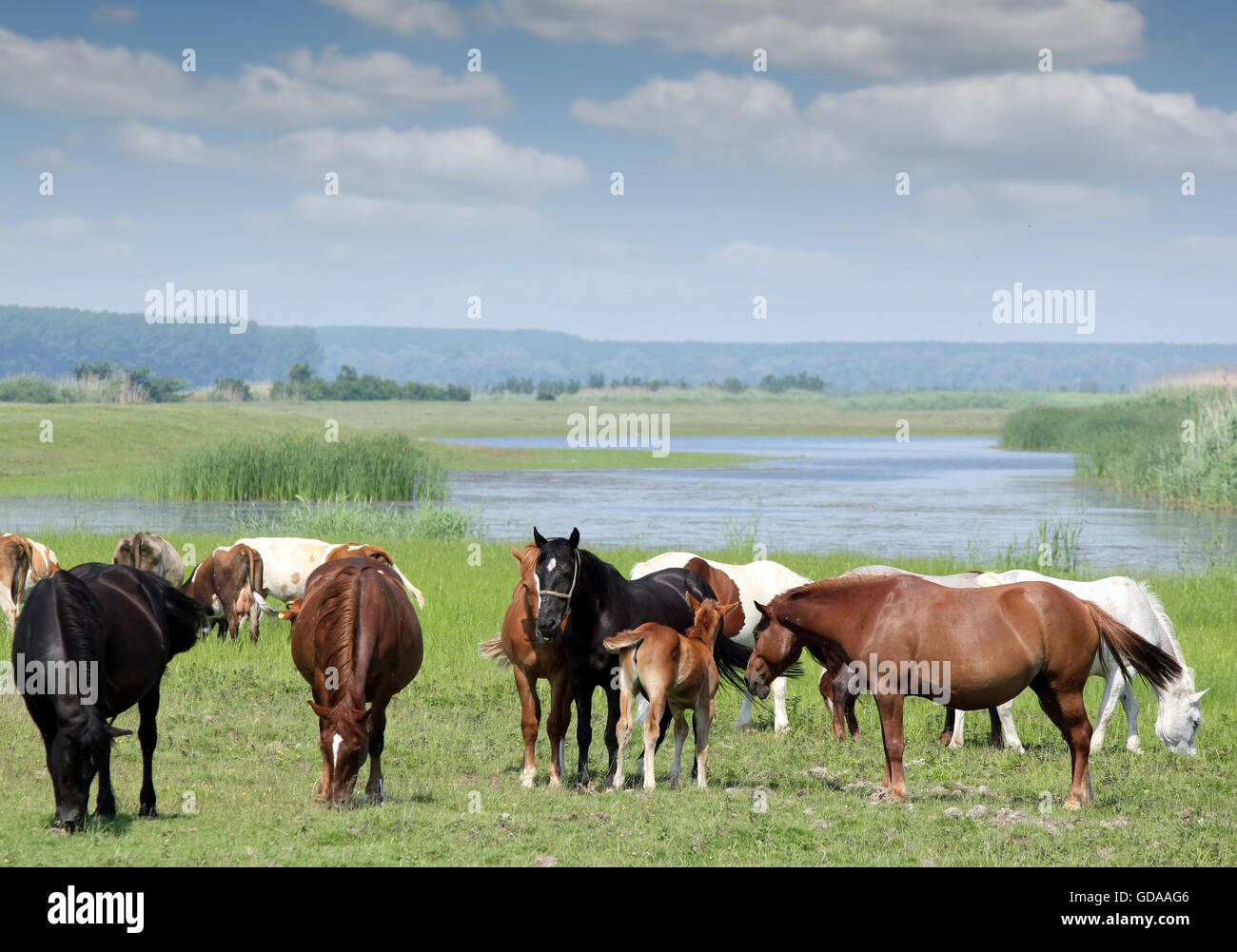 horses and foals on pasture Stock Photo - Alamy