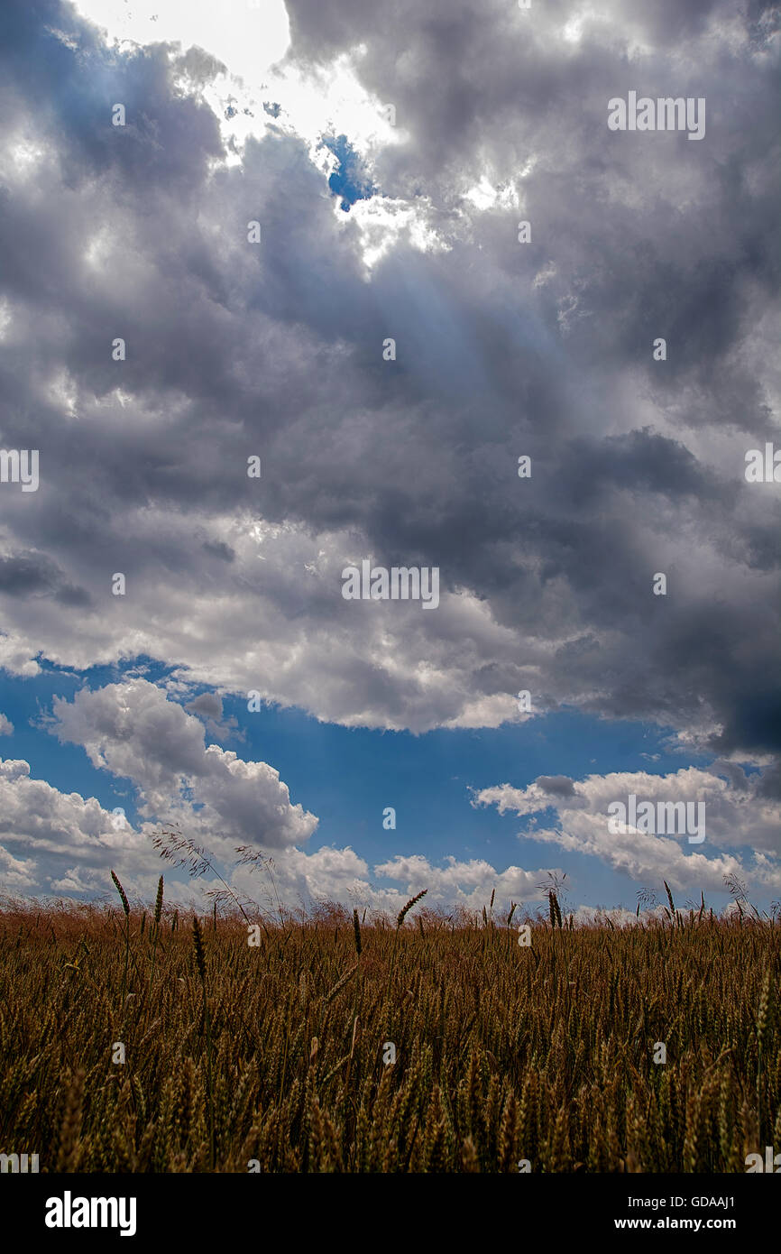 Wheat in poland hi-res stock photography and images - Alamy