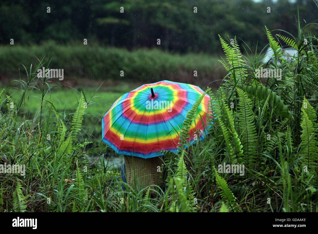 Farmer in rice field hi-res stock photography and images - Alamy