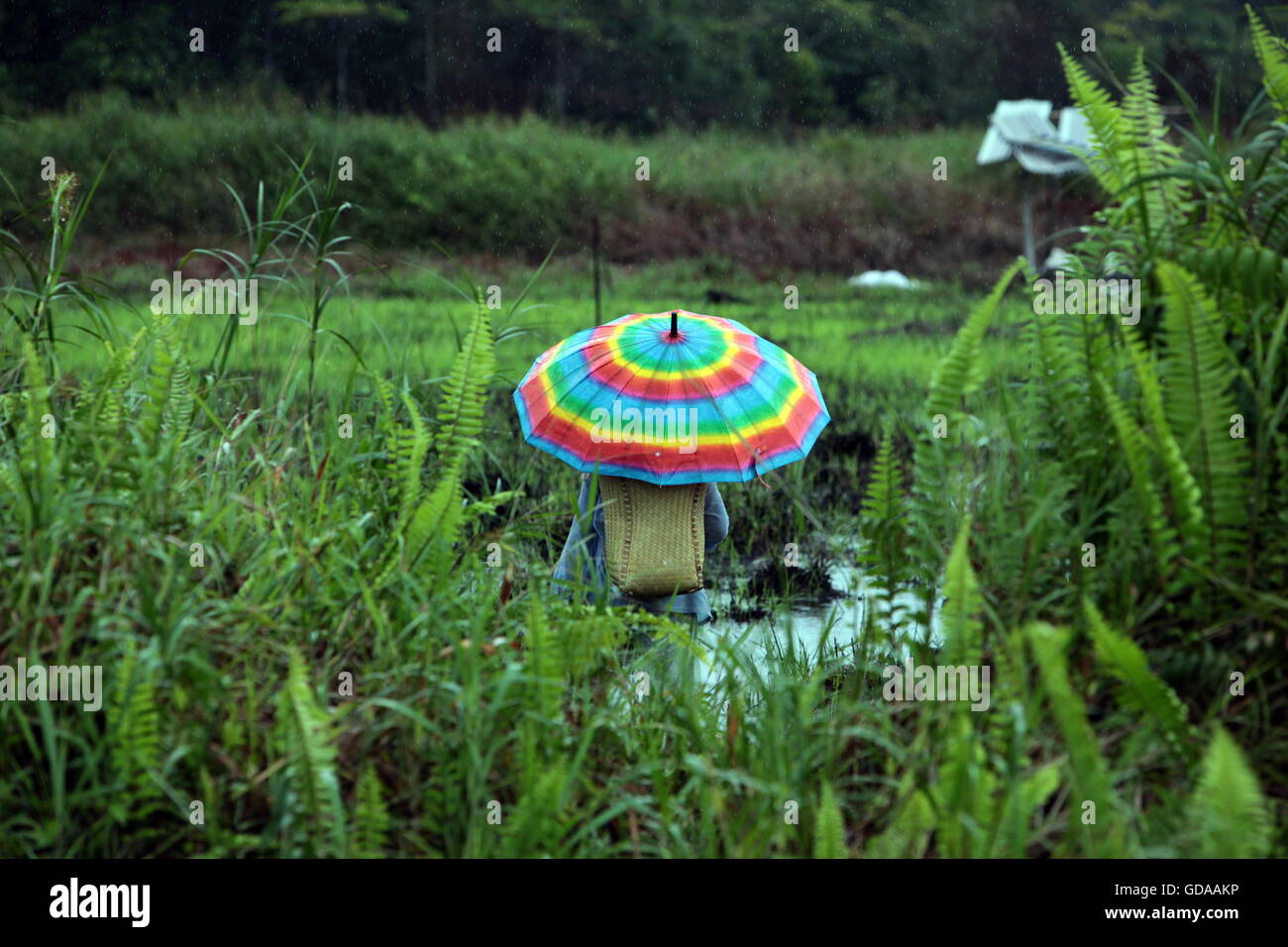 a farmer in his rice field near the city of Bandar seri Begawan in the ...