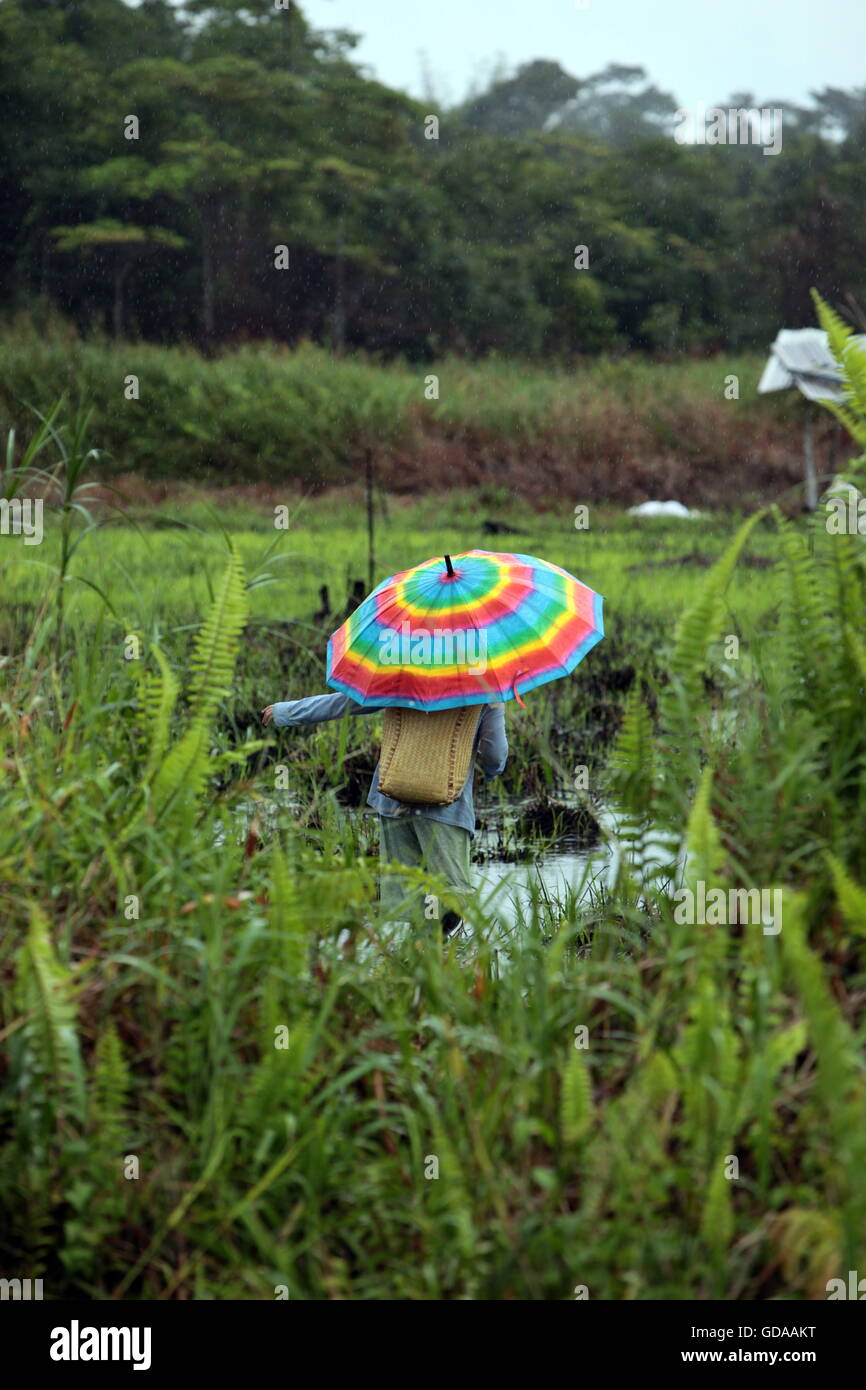 Farmer in rice field hi-res stock photography and images - Alamy