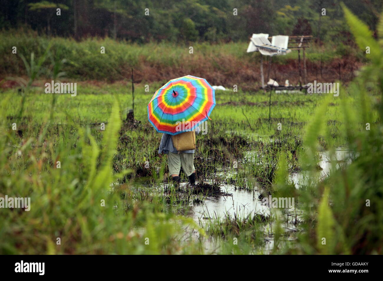 a farmer in his rice field near the city of Bandar seri Begawan in the ...