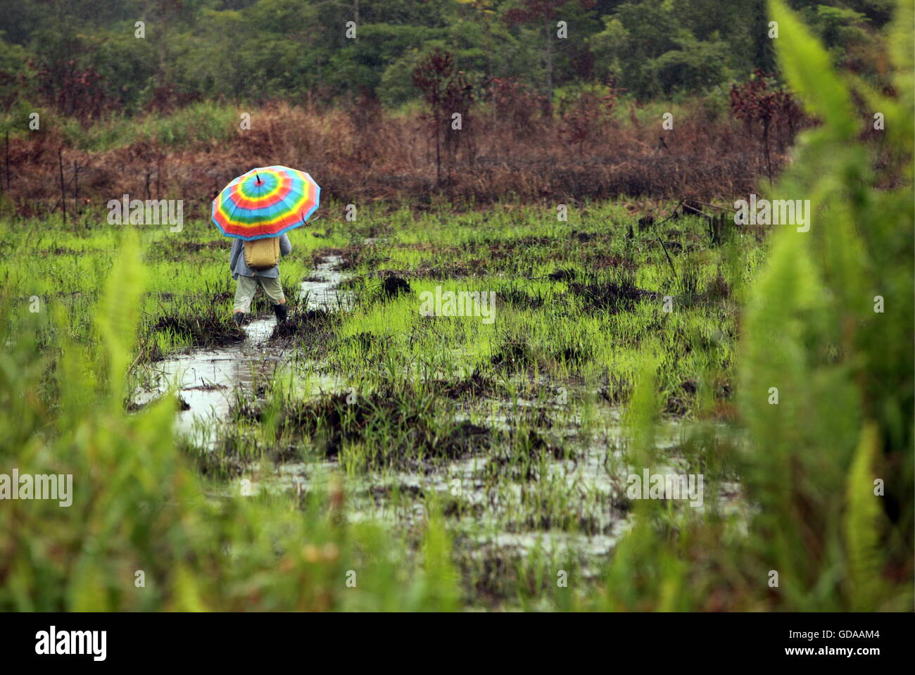 a farmer in his rice field near the city of Bandar seri Begawan in the ...