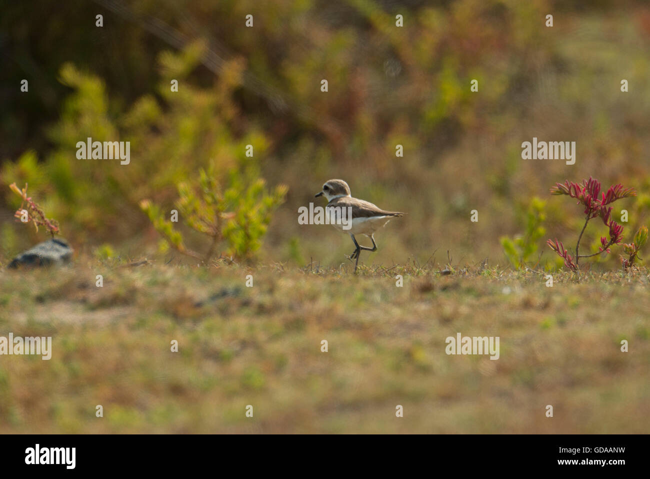 A wader bird at Point Calimere Wildlife and Bird Sanctuary, a 21.47 ...