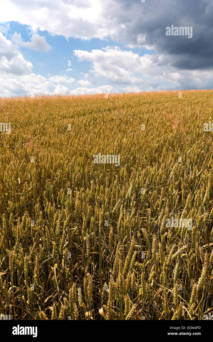 Wheat in poland hi-res stock photography and images - Alamy