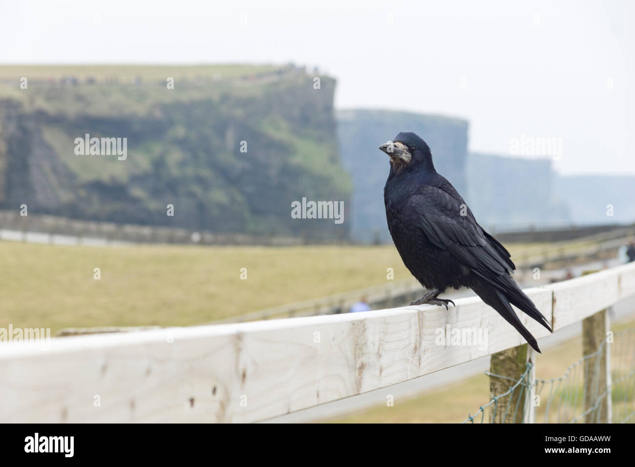Ireland, County Clare, Cliffs of Moher, Crow Stock Photo - Alamy