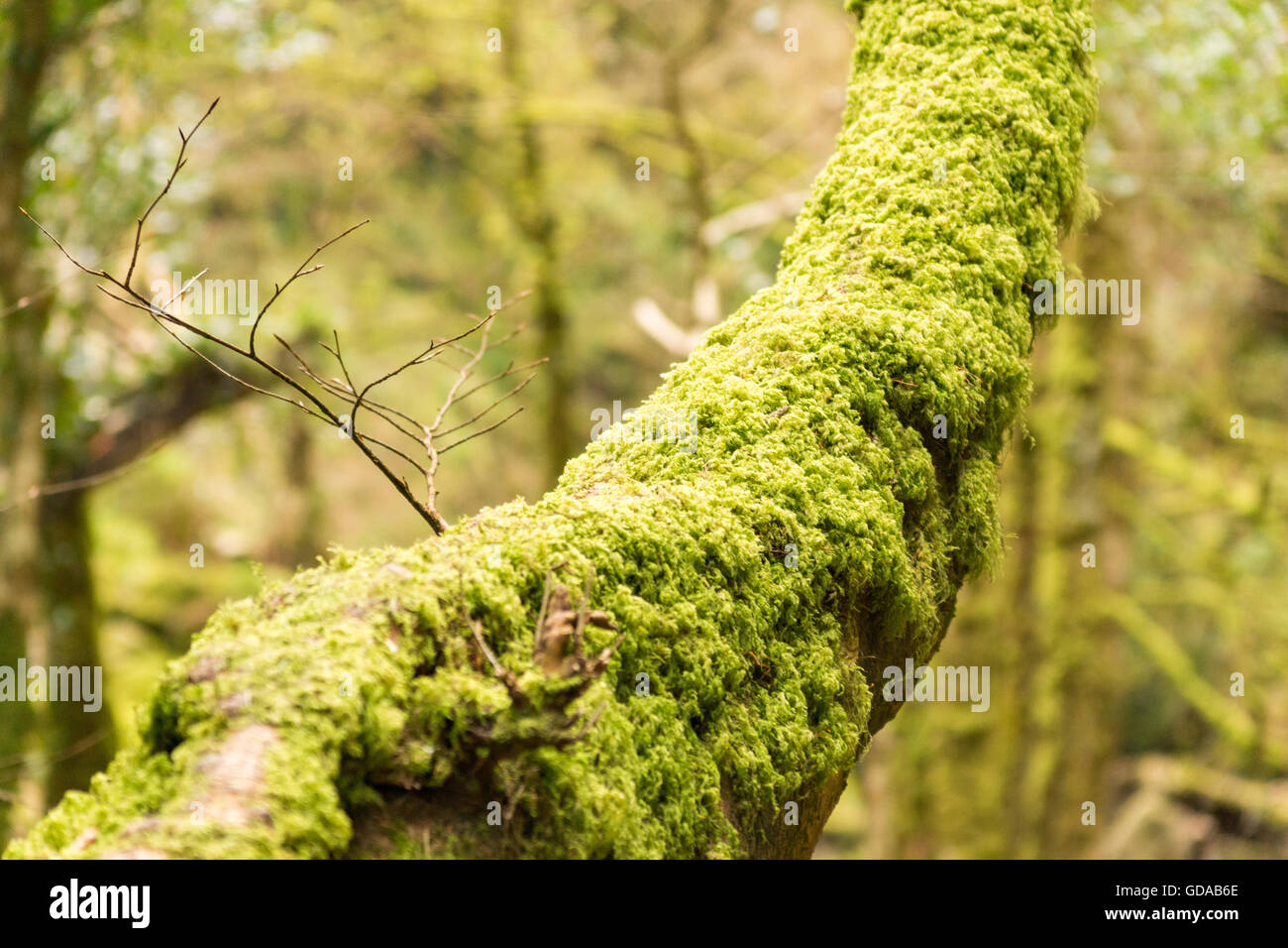 Ireland, Kerry, County Kerry, Killarney National Park, Bemooster tree ...