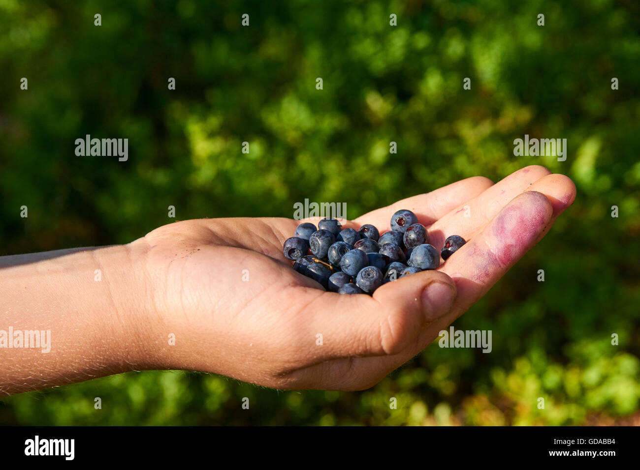 Handful of blueberries Stock Photo - Alamy