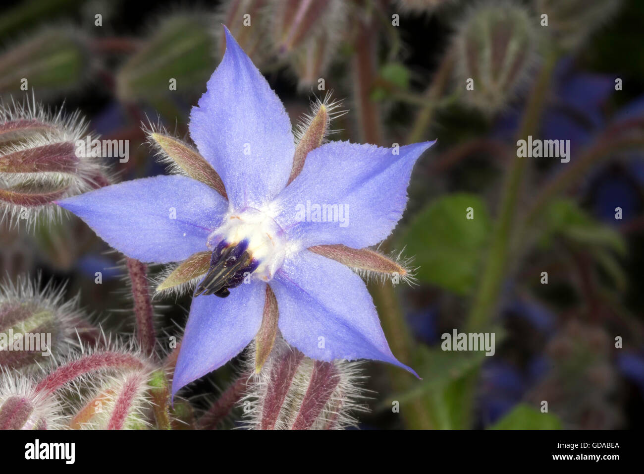 Close-up of the blue Borage flower, Borago officinalis Stock Photo - Alamy