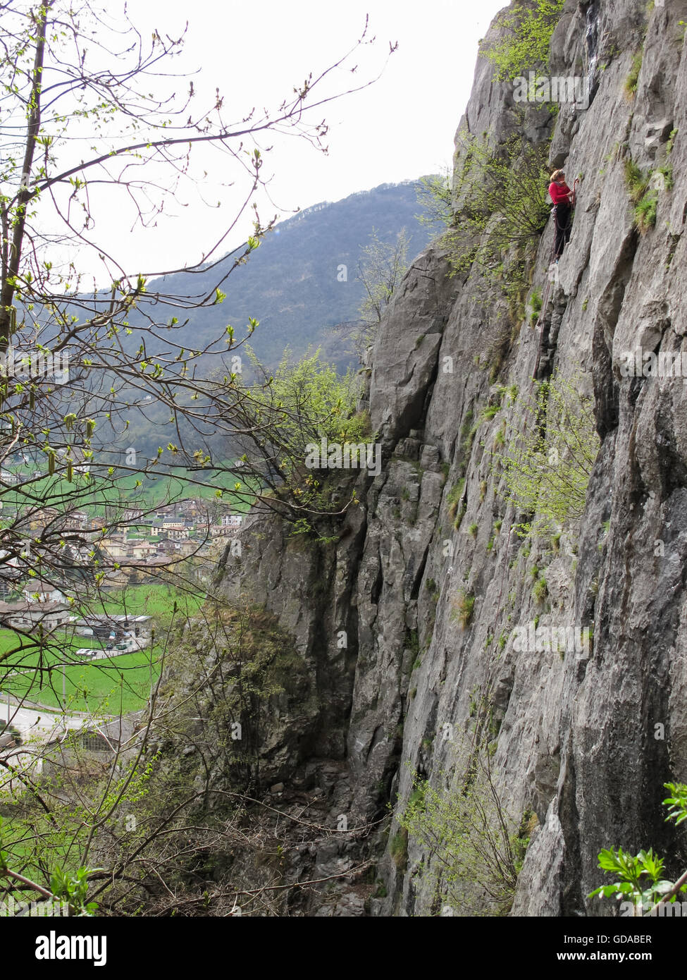 Escarpmentweed hi-res stock photography and images - Alamy