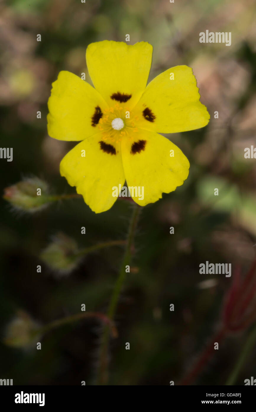 Spotted rock rose, Tuberaria guttata. Landes forest, France Stock Photo ...