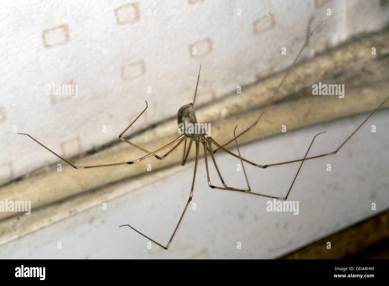 Pholcus phalangioides hi-res stock photography and images - Alamy