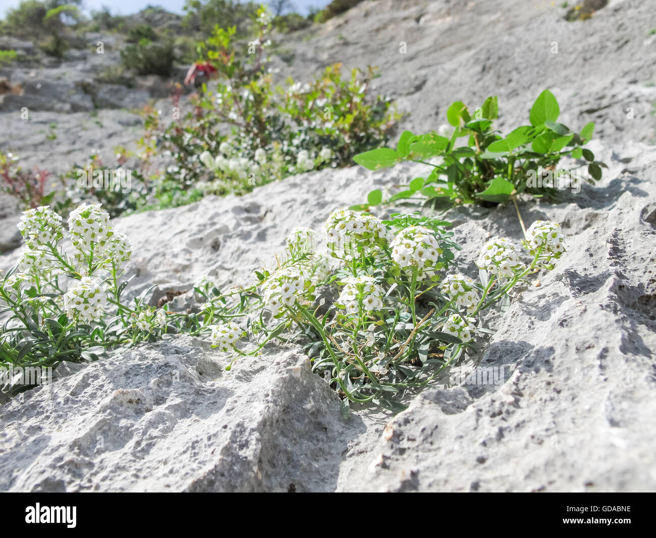 Italy, Sardinia, White flowers on the rock Stock Photo - Alamy