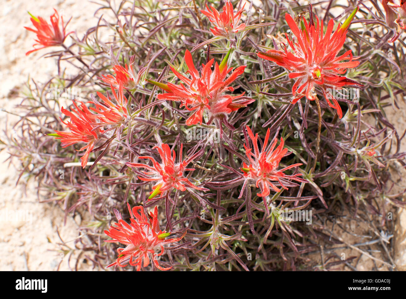 Detail of red desert wildflowers in Utah, USA Stock Photo - Alamy
