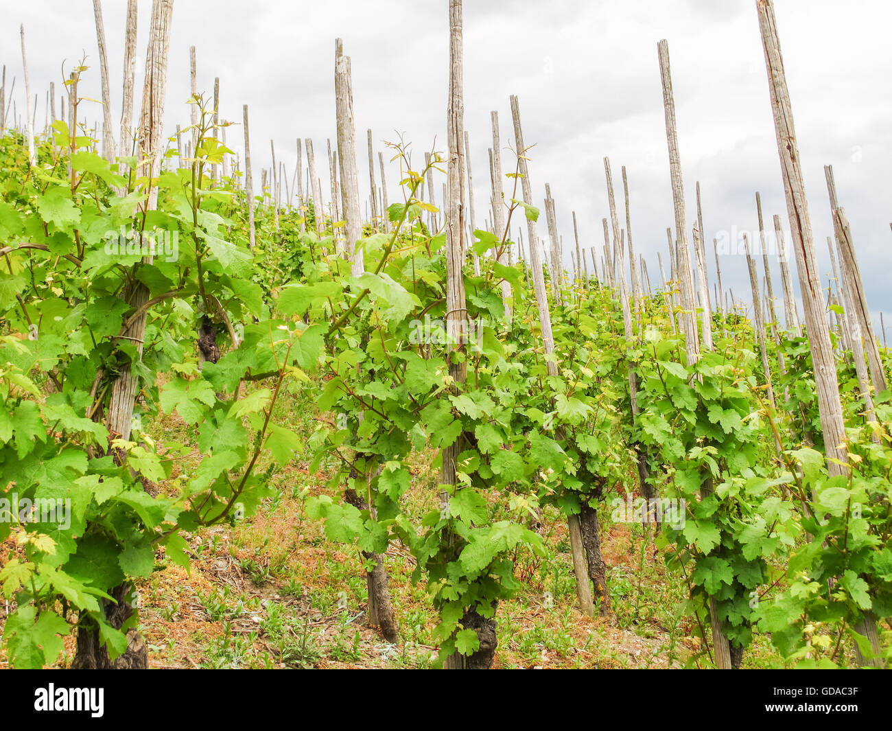 Germany, Rhineland-Palatinate, Zell (Moselle), On the Mosel steep path ...
