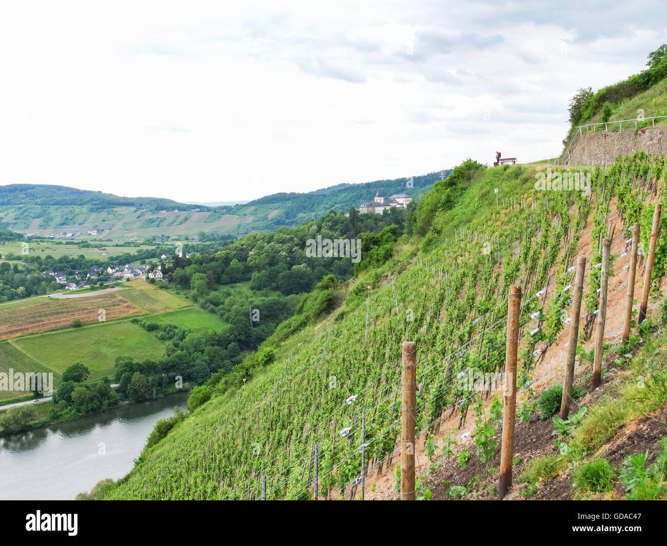 Germany, Rhineland-Palatinate, Zell (Moselle), On the Mosel steep path ...