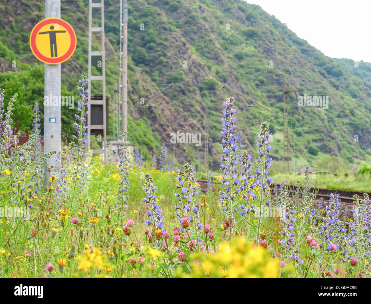 Germany, Rhineland-Palatinate, Klotten, On the Mosel steep path ...