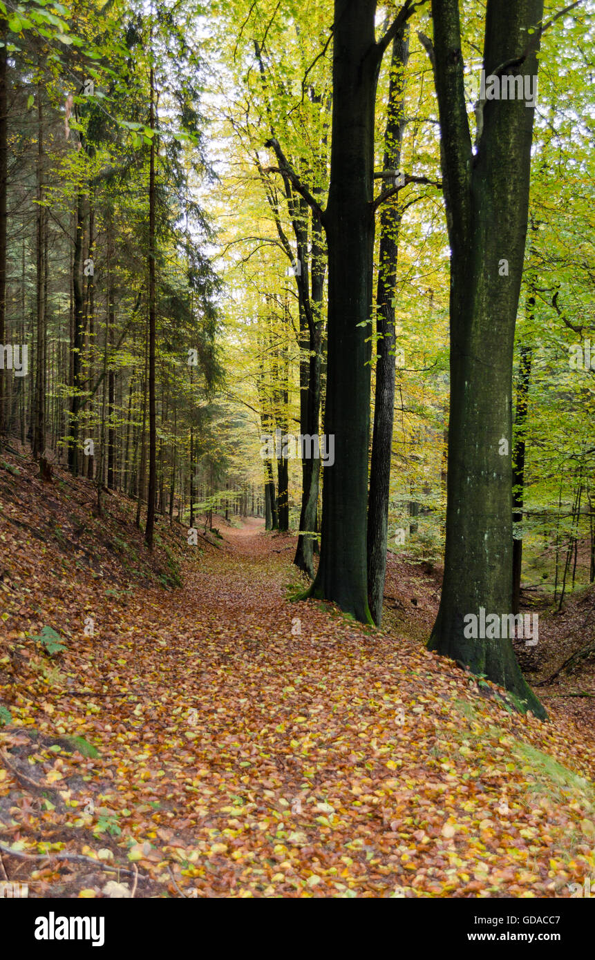 Germany, Saxony, Saxon Switzerland, forest trail, hike to the fire ...